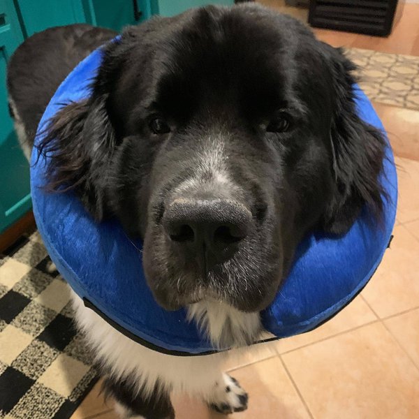 Landseer Newfoundland Dog - Your Complete Breed Guide To The White ...