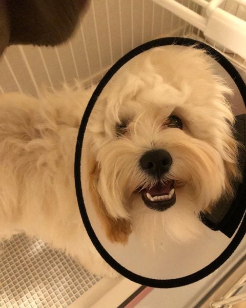 Cocker Spaniel Poodle Mix - Your Complete Breed Guide To The Cockapoo ...