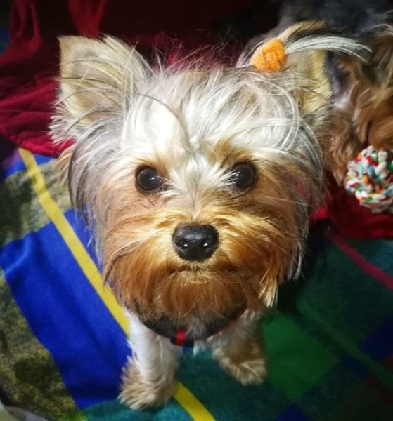 52 Yorkie Haircuts That Would Make Your Yorkshire Terrier A Star - The ...