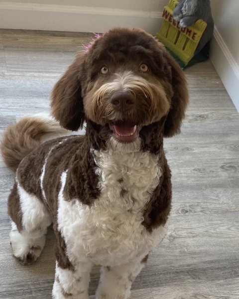 Newfoundland Poodle Mix - Your Complete Breed Guide To The Newfypoo ...