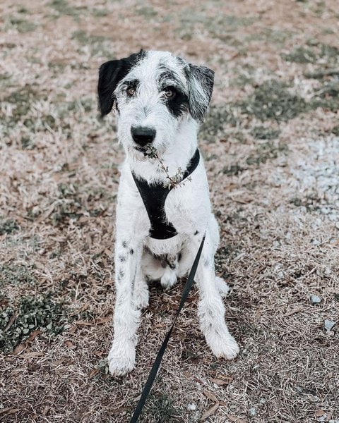 Dalmadoodle Dog Breed - Your Complete Guide To Dalmatian Poodle Mix ...