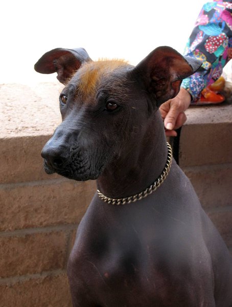 11 Hairless Dog Breeds You'll Love (If You Hate Fur) - The Goody Pet