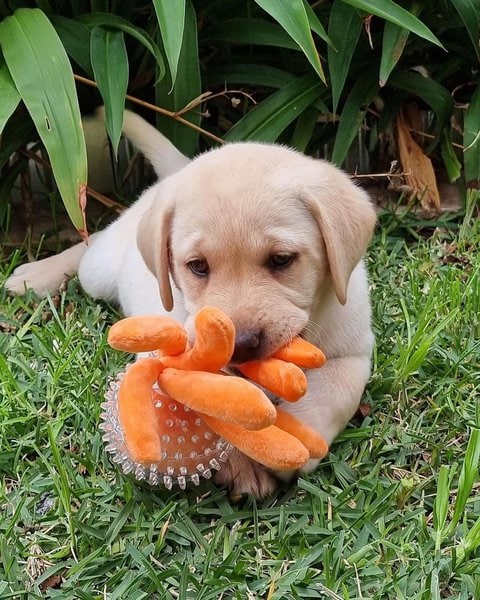 How To Train A Labrador Retriever The Right Way? 23 Tips To Help You ...