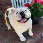 16 Dog Breeds Born Without Tails - The Goody Pet