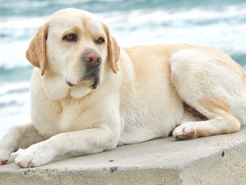 English Labrador - Your Complete Breed Guide - The Goody Pet