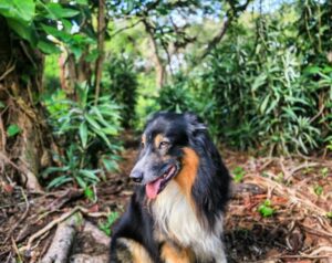 16 Dog Breeds Born Without Tails - The Goody Pet