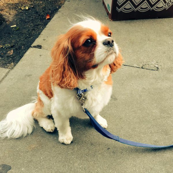 31 Calm Dog Breeds For Zen Living - The Goody Pet