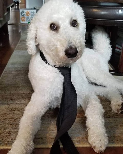 12 Goldendoodle Health Issues You Should Be Aware - The Goody Pet