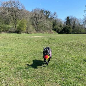 Black French Bulldog - Your Complete Breed Guide - The Goody Pet