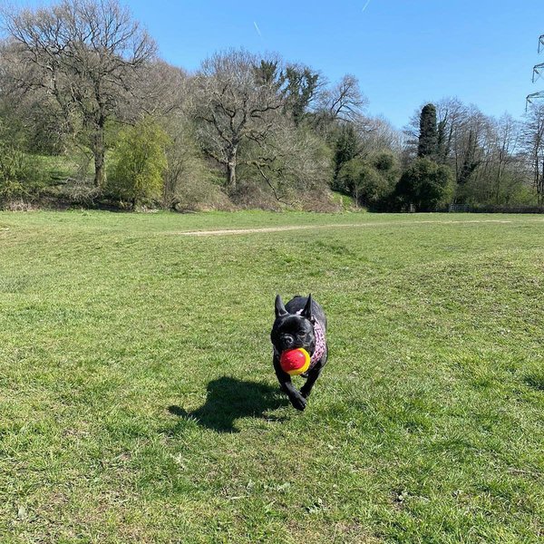 Black French Bulldog - Your Complete Breed Guide - The Goody Pet