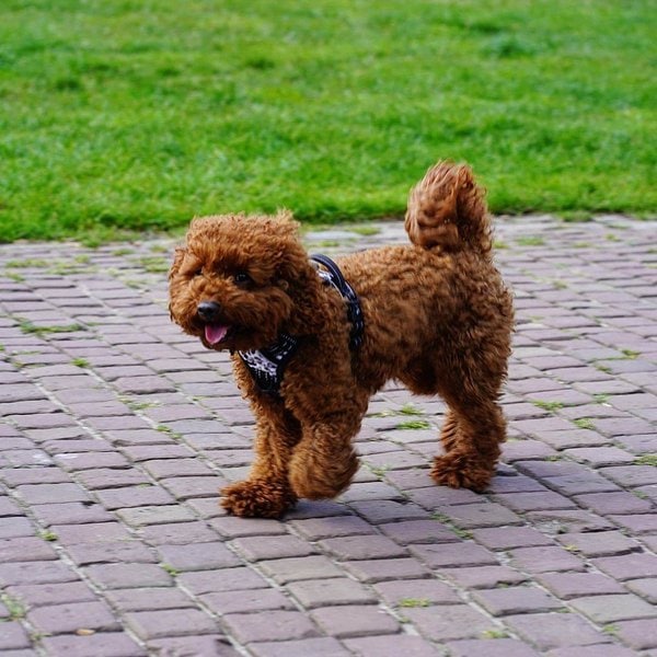 Red Poodle - Your Complete Breed Guide - The Goody Pet