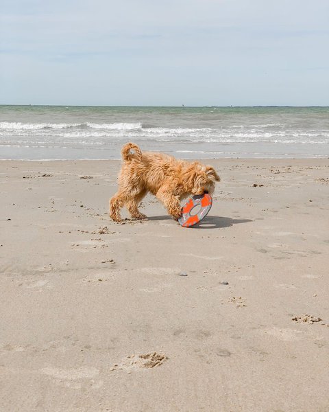 Havanese Poodle Mix - Your Complete Breed Guide To The Havapoo - The ...