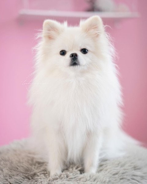 White Pomeranian - Your Complete Breed Guide - The Goody Pet