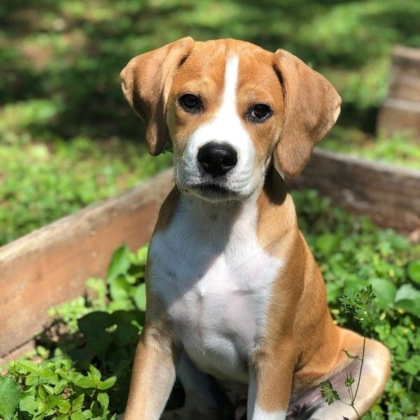 Beagle Boxer Mix - Your Complete Breed Guide To The Boggle - The Goody Pet