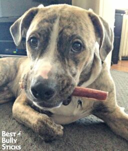 36 Beautiful Colors And Patterns Of A Pitbull - The Goody Pet