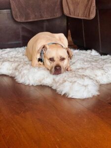 36 Beautiful Colors And Patterns Of A Pitbull - The Goody Pet