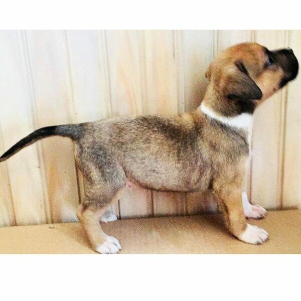 36 Beautiful Colors And Patterns Of A Pitbull - The Goody Pet