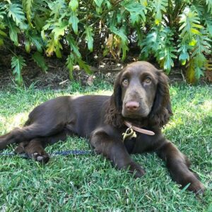 51 Best Hunting Dog Breeds: Which One is Right for You? - The Goody Pet