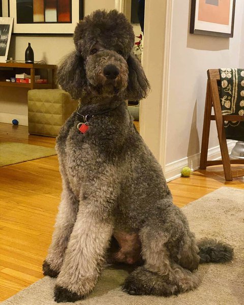 31 Poodle Hairstyles: List Of Clips And Cuts - The Goody Pet