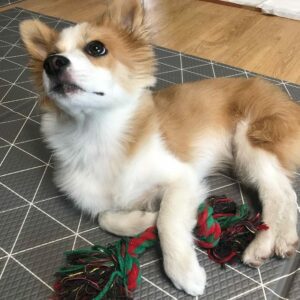 52 Extremely Adorable Corgi Mixes That Will Make You Go Awww - The ...