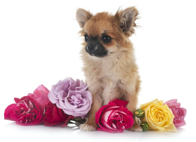 207 Flower Names For Dogs That Bloom Beautifully The Goody Pet 207 Flower Names For Dogs That Bloom Beautifully The Goody Pet