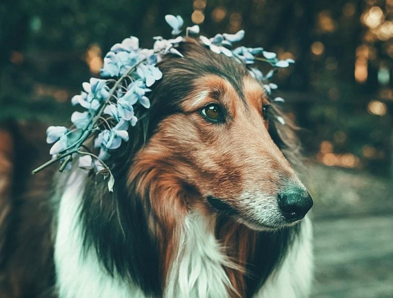207 Flower Names For Dogs That Bloom Beautifully - The Goody Pet