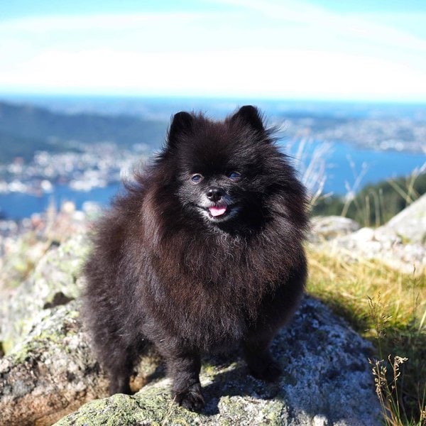 Black Pomeranian - Your Complete Breed Guide - The Goody Pet