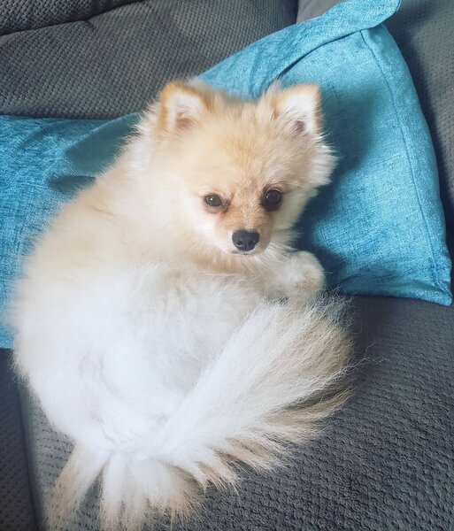 26 Pomeranian Haircuts That Make Your Little Pooch Look Super Cute ...