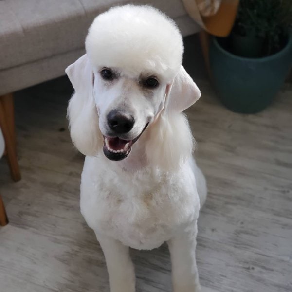 31 Poodle Hairstyles: List Of Clips And Cuts - The Goody Pet