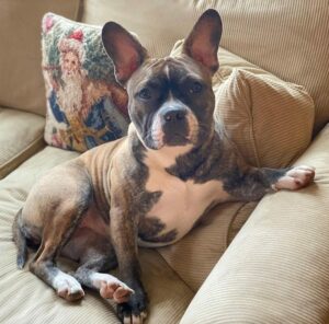 23 French Bulldog Mixes That You Never Know Existed - The Goody Pet
