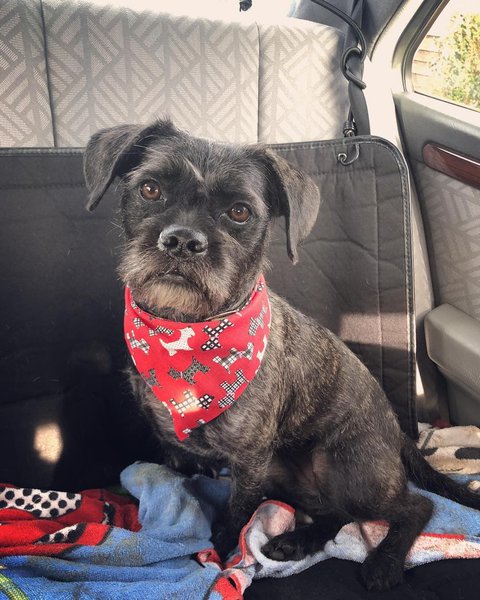 23 French Bulldog Mixes That You Never Know Existed - The Goody Pet