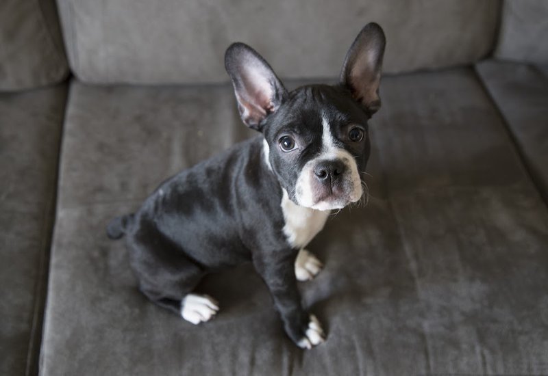 Frenchton - Your Complete Breed Guide To The Froston - The Goody Pet
