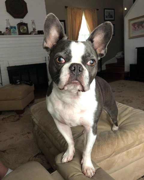 23 French Bulldog Mixes That You Never Know Existed - The Goody Pet