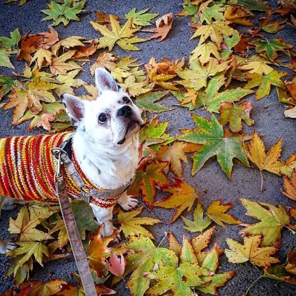 26 Weird & Unusual Dog Mixes You Find Them Hard To Believe - The Goody Pet