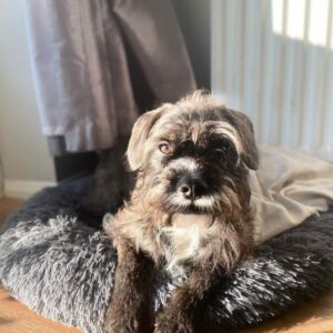 62 Poodle Mixes That You Cannot Remember Them All - The Goody Pet