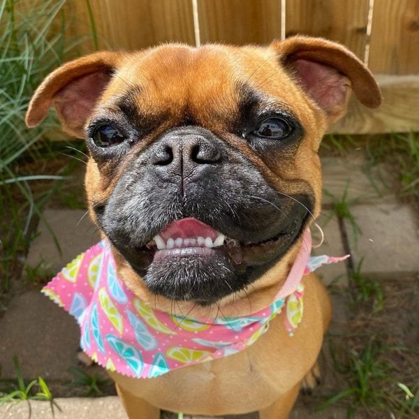 26 Weird & Unusual Dog Mixes You Find Them Hard To Believe - The Goody Pet