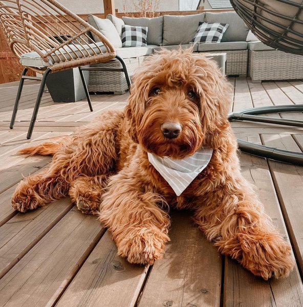 Medium Goldendoodle - Your Complete Breed Guide To The Moyen ...