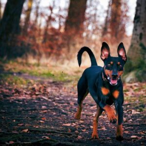 12 Rat Hunting Dogs That Keep Your House Rodent Free - The Goody Pet