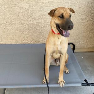 33 German Shepherd Mixes That You Would Love - The Goody Pet