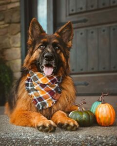 21 Sheepdog Breeds That Love Herding Sheep - The Goody Pet
