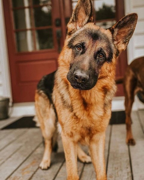 18 Dog Breeds With Long Snouts That You Can Call Nosy - The Goody Pet