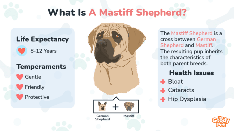 German Shepherd Mastiff Mix - Your Complete Breed Guide To Mastiff ...