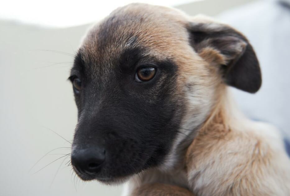 German Shepherd Mastiff Mix - Your Complete Breed Guide To Mastiff ...