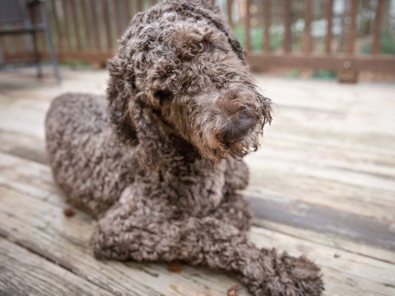 German Shepherd Poodle Mix - Your Complete Shepadoodle Breed Guide ...