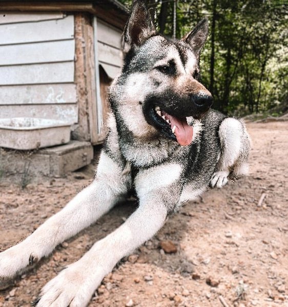 German Shepherd Wolf Mix - Your Complete Breed Guide - The Goody Pet