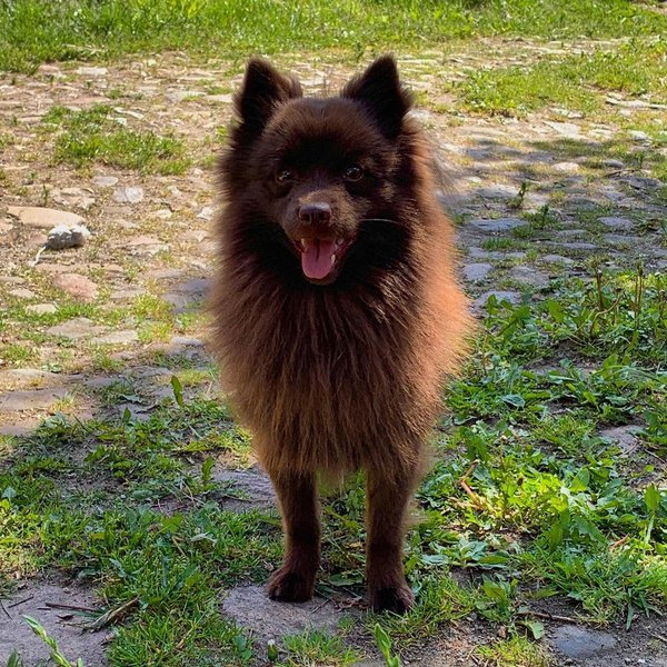 46 Purebred German Dog Breeds (With Pictures!) - The Goody Pet