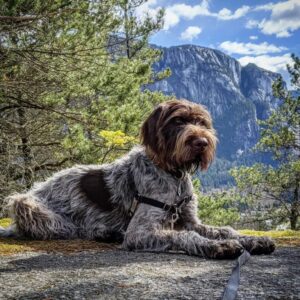 39 Wirehaired Dog Breeds That Are Still Adorable Despite Having Broken ...