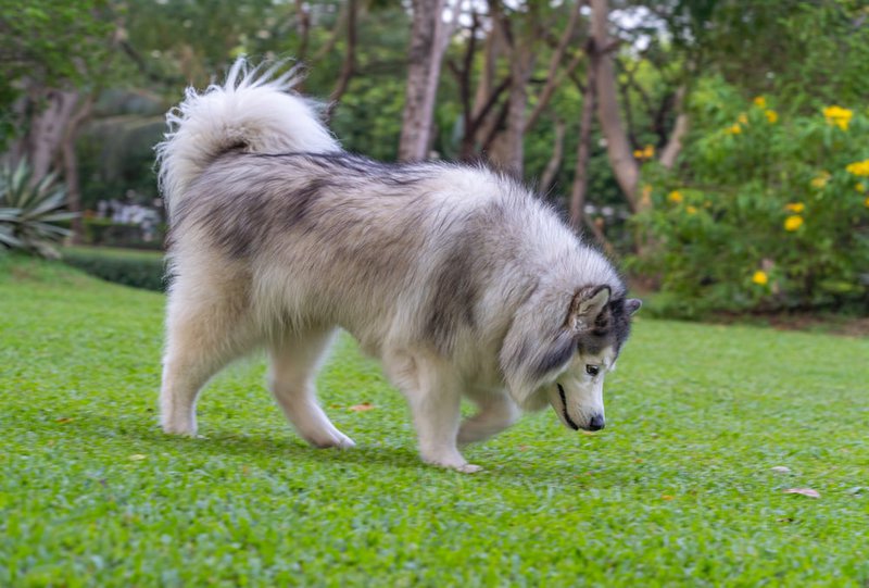 Giant Alaskan Malamute - Your Complete Breed Guide - The Goody Pet