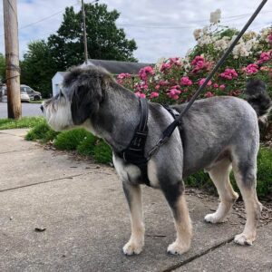 28 Schnauzer Mixes That You Never Know Existed - The Goody Pet