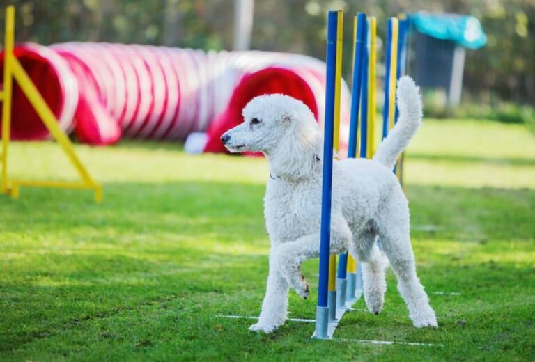Giant Poodle - Your Complete Breed Guide To The Royal Poodle - The ...